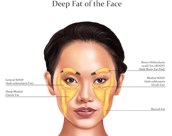 Anatomía Facial Nervios De La Cara Práctica Estética - Etsy