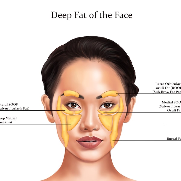 Face Fat Pad Poster - Etsy