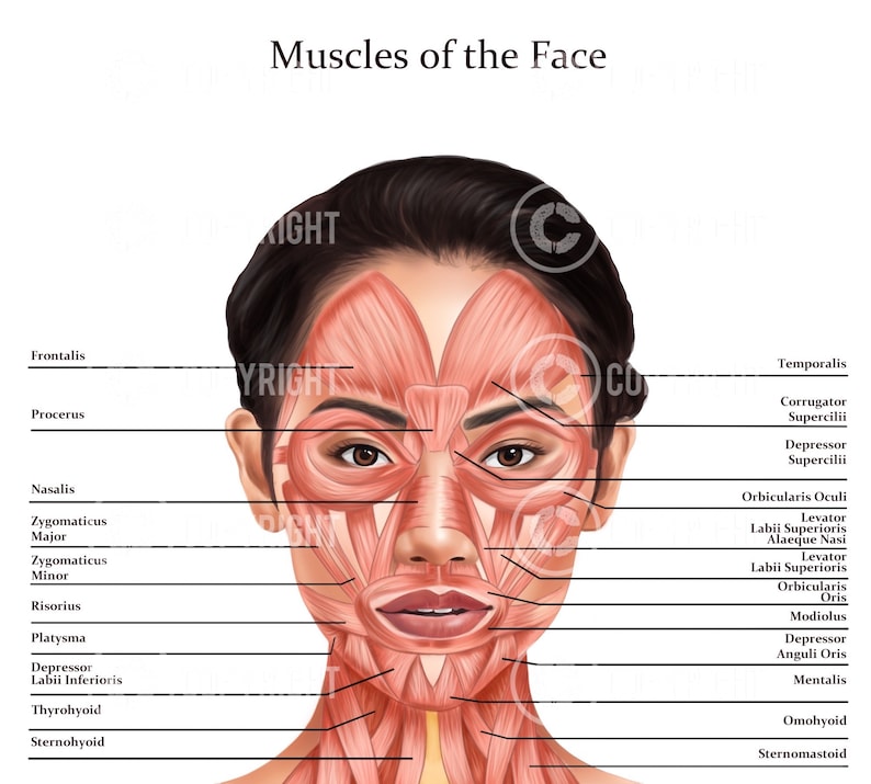 Muscles of the Face and Neck | Botox & Filler Injector | Anatomy ...