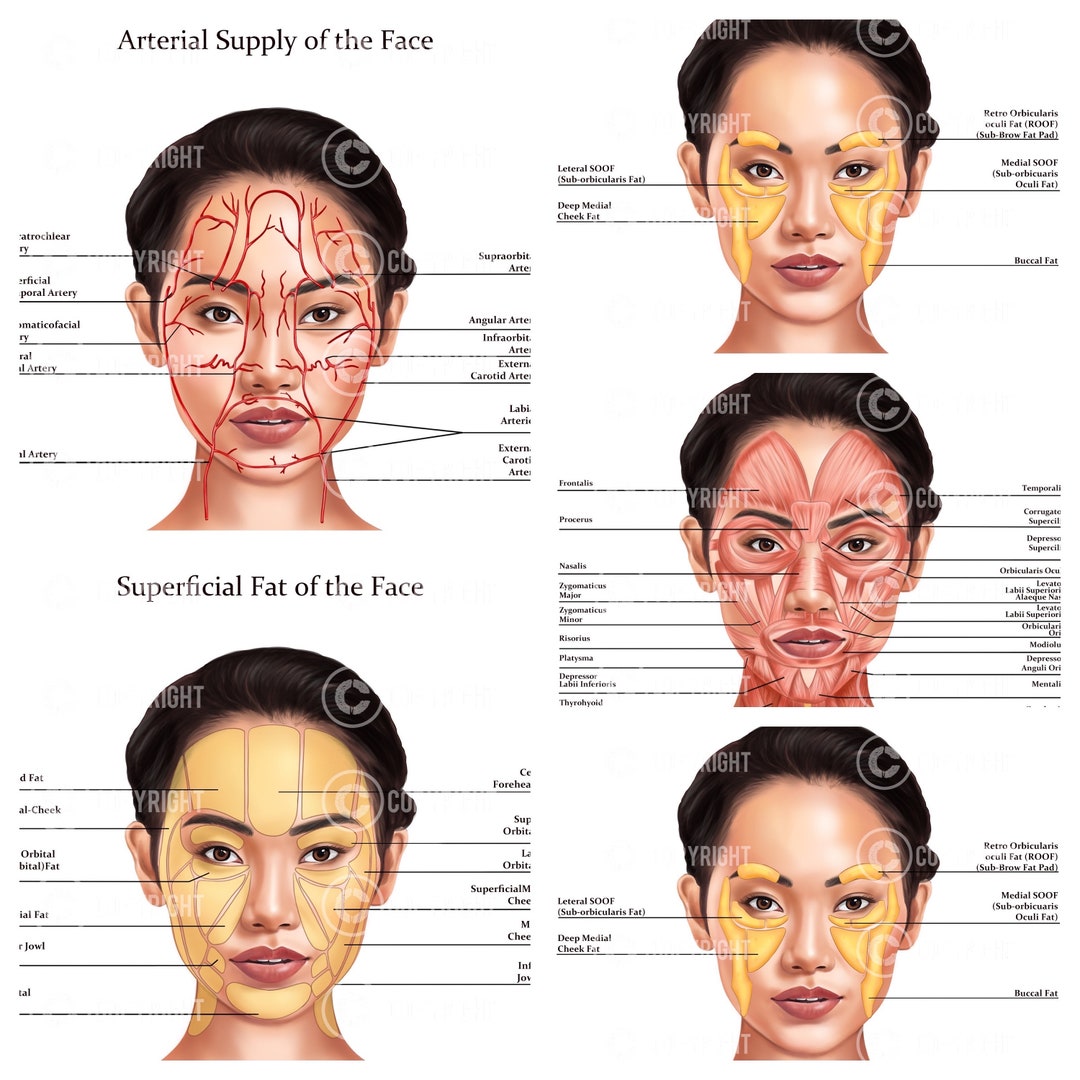 Facial Anatomy Bundle | Botox & Filler Injector | Anatomy | Esthetician ...
