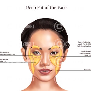 Diversity 1 | Facial Anatomy Bundle | Botox & Filler Injector | Anatomy ...