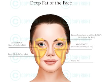 Deep Fat Pads - Etsy