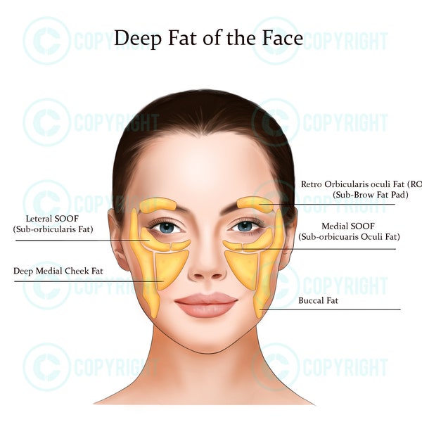 Face Fat Pad Poster - Etsy