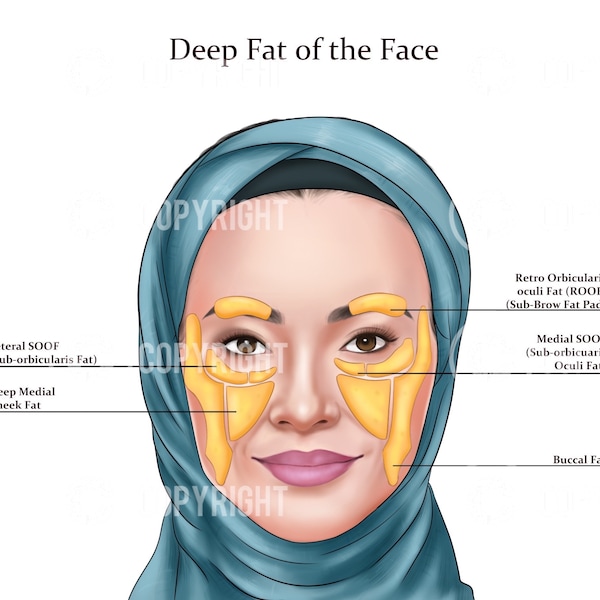 Face Fat Pad Poster - Etsy