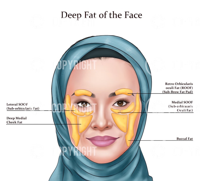 Deep Fat Pads the Face | Botox & Filler Injector | Anatomy | Art ...