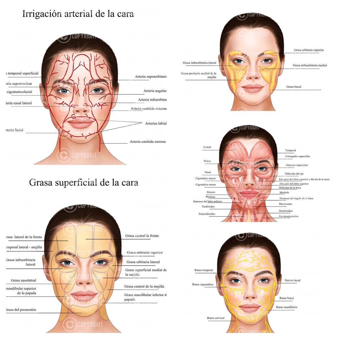 Paquete De Anatomía Facial | Paquete De Anatomia Facial | Anatomía ...
