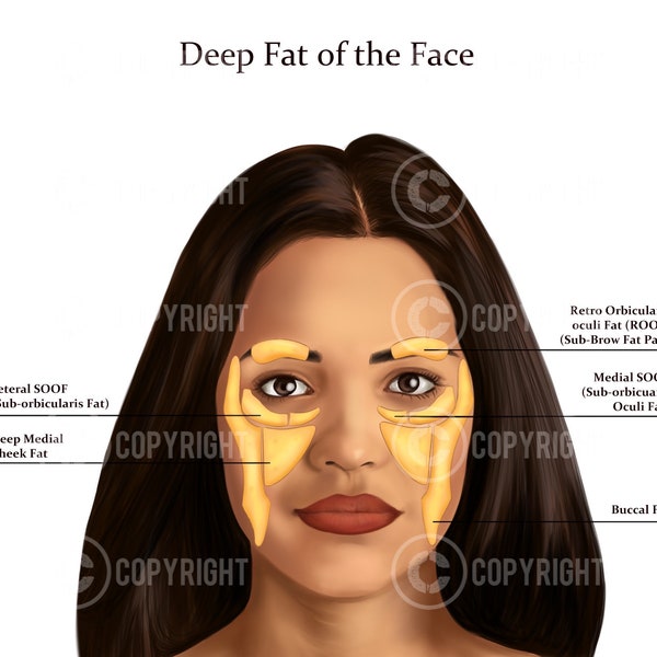Face Fat Pad Poster - Etsy