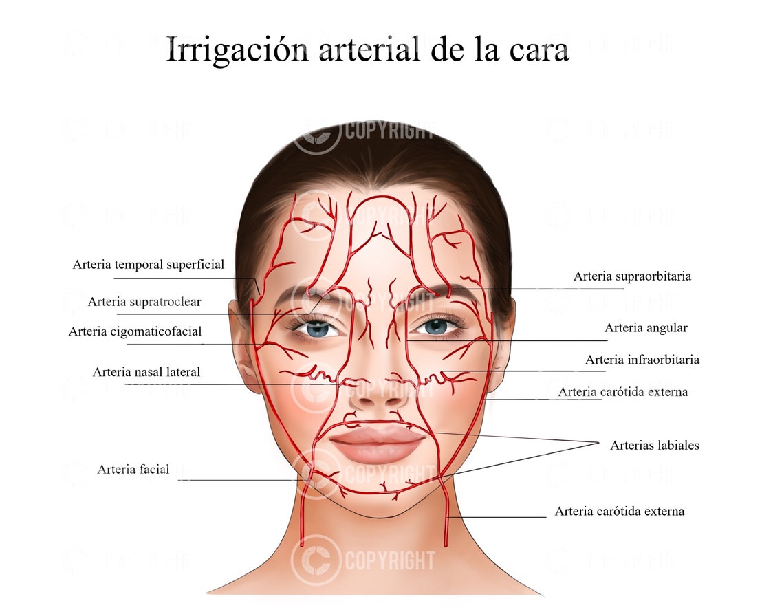 Cara De Suministro Arterial | Irrigacion Arterial De La Cara | Arterias ...