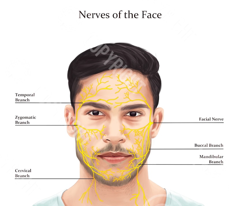 Male Nerves of the Face | Botox & Filler Injector | Aesthetic Practice ...