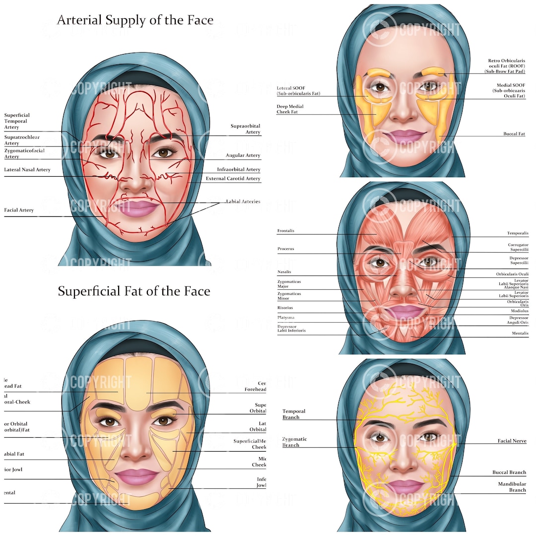 Facial Anatomy Bundle | Botox & Filler Injector | Anatomy | Esthetician ...