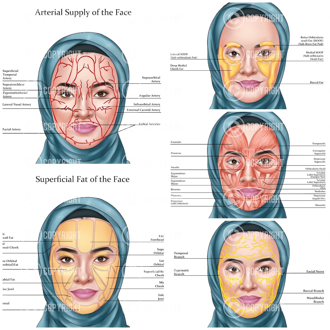 Facial Anatomy Bundle | Botox & Filler Injector | Anatomy | Esthetician ...