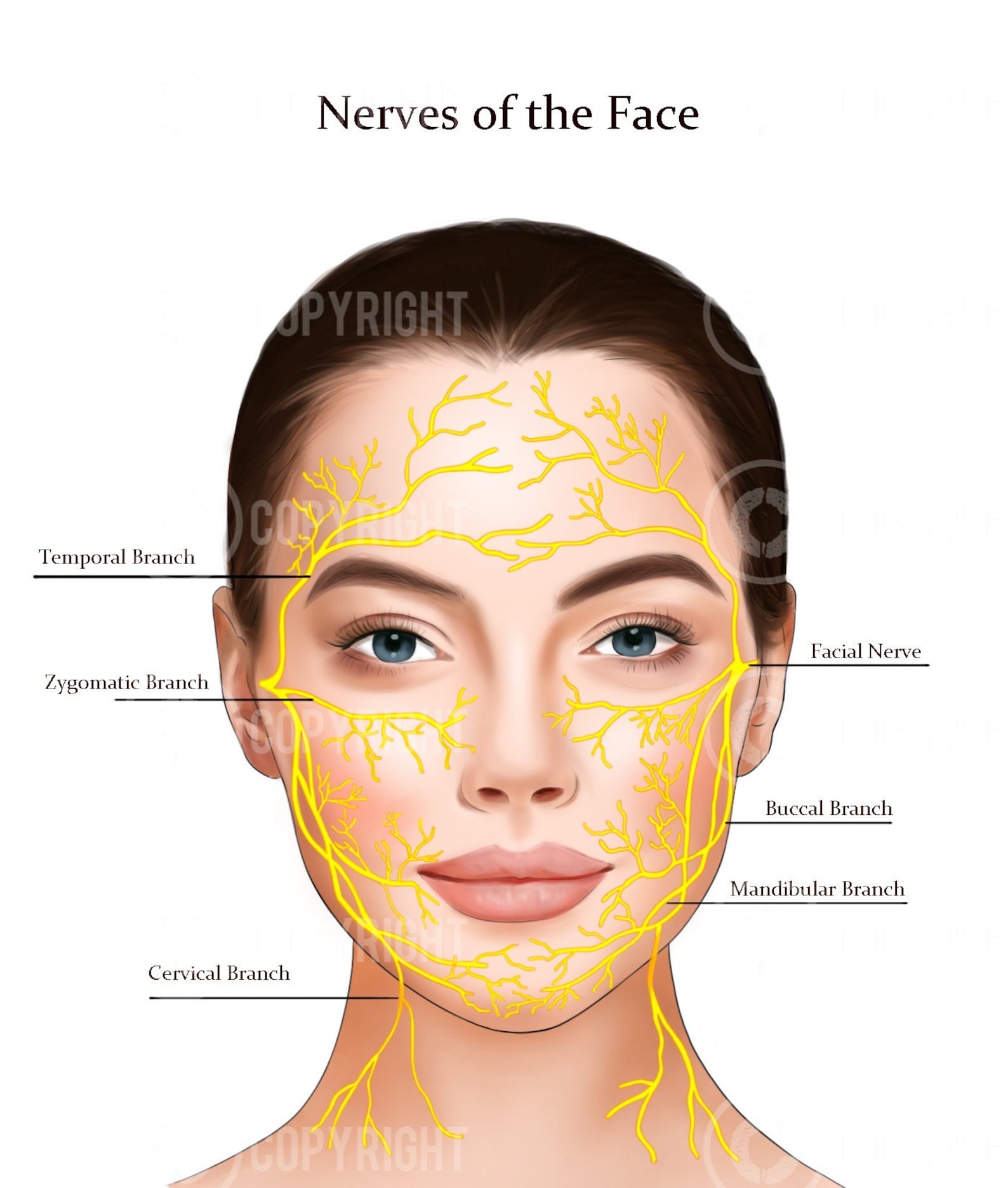 Facial Anatomy Bundle | Botox & Filler Injector | Anatomy | Esthetician ...