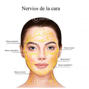 Paquete De Anatomía Facial | Paquete De Anatomia Facial | Anatomía ...