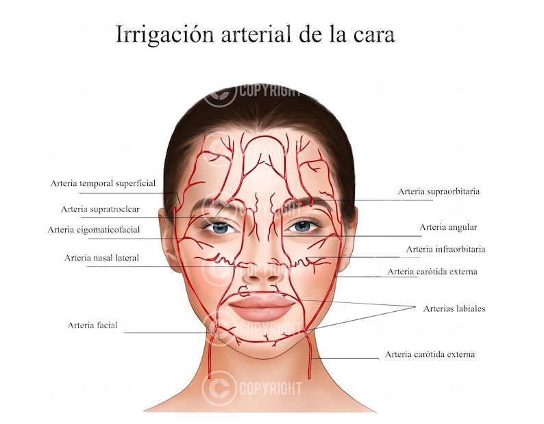 Paquete De Anatomía Facial | Paquete De Anatomia Facial | Anatomía ...