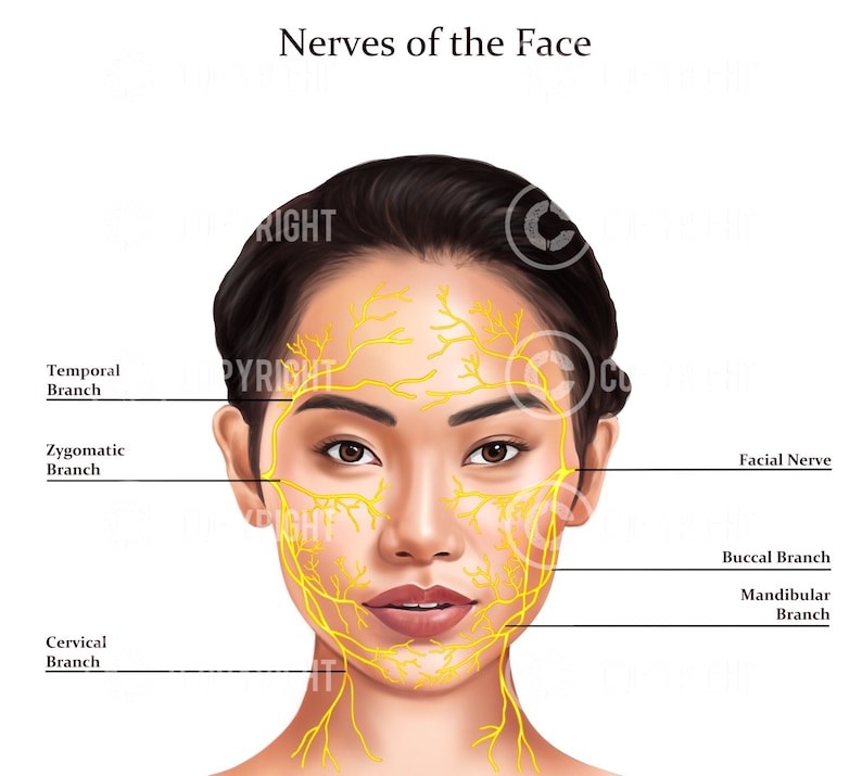 Nerves of the Face | Botox & Filler Injector | Aesthetic Practice ...