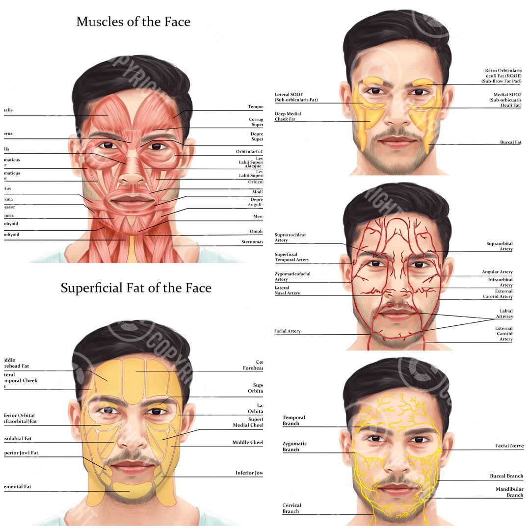 Male Facial Anatomy Bundle | Botox & Filler Injector | Anatomy ...
