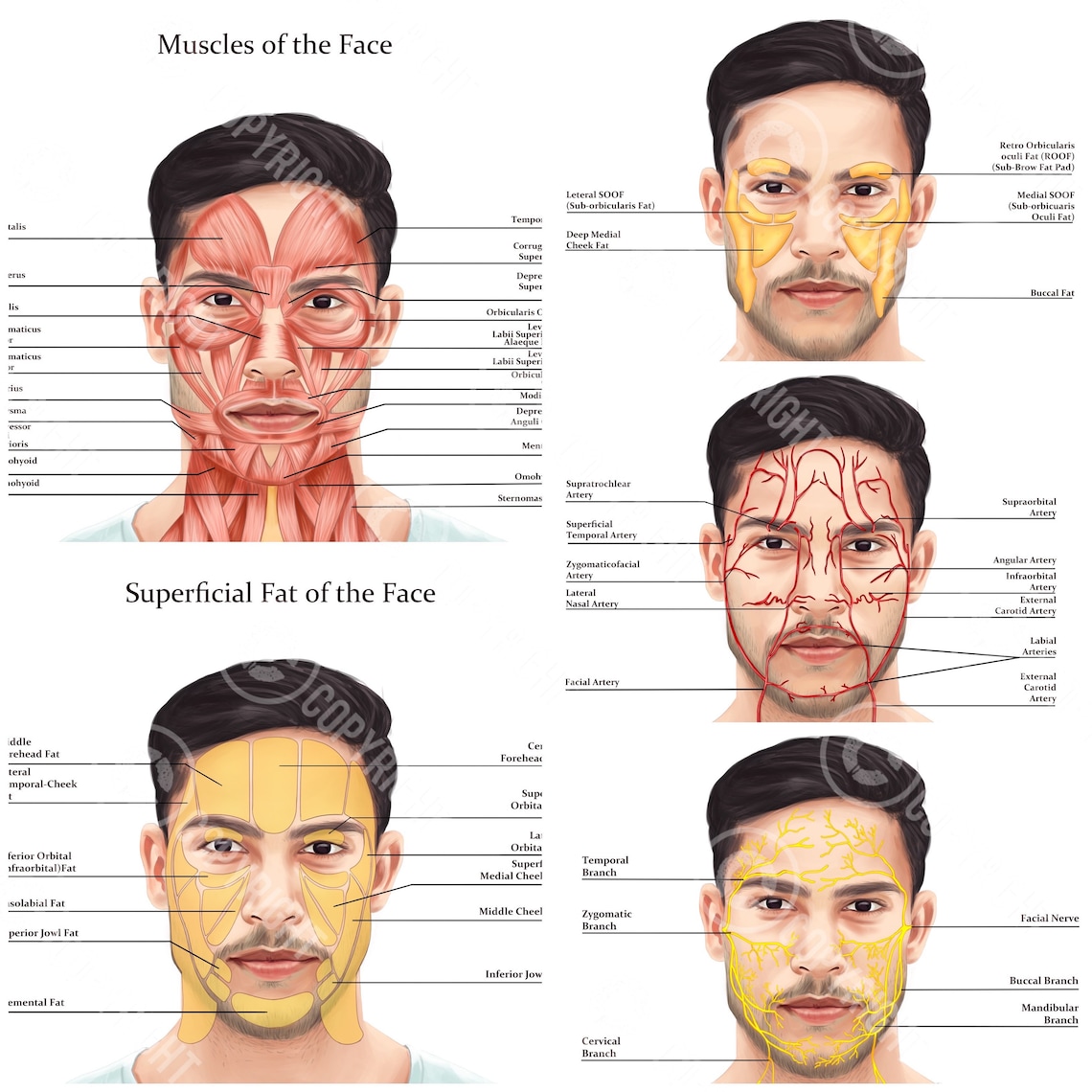 Male Facial Anatomy Bundle | Botox & Filler Injector | Anatomy ...