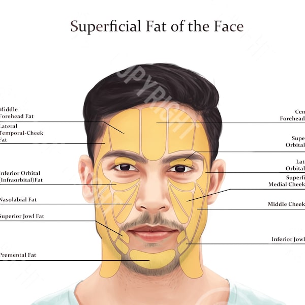 Face Fat Pad Poster - Etsy