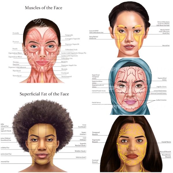 Nerves of the Face Botox & Filler Injector Aesthetic Practice Anatomy ...