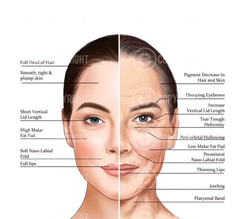 Ageing of the Face and Neck | Botox & Filler Injector | Anatomy ...