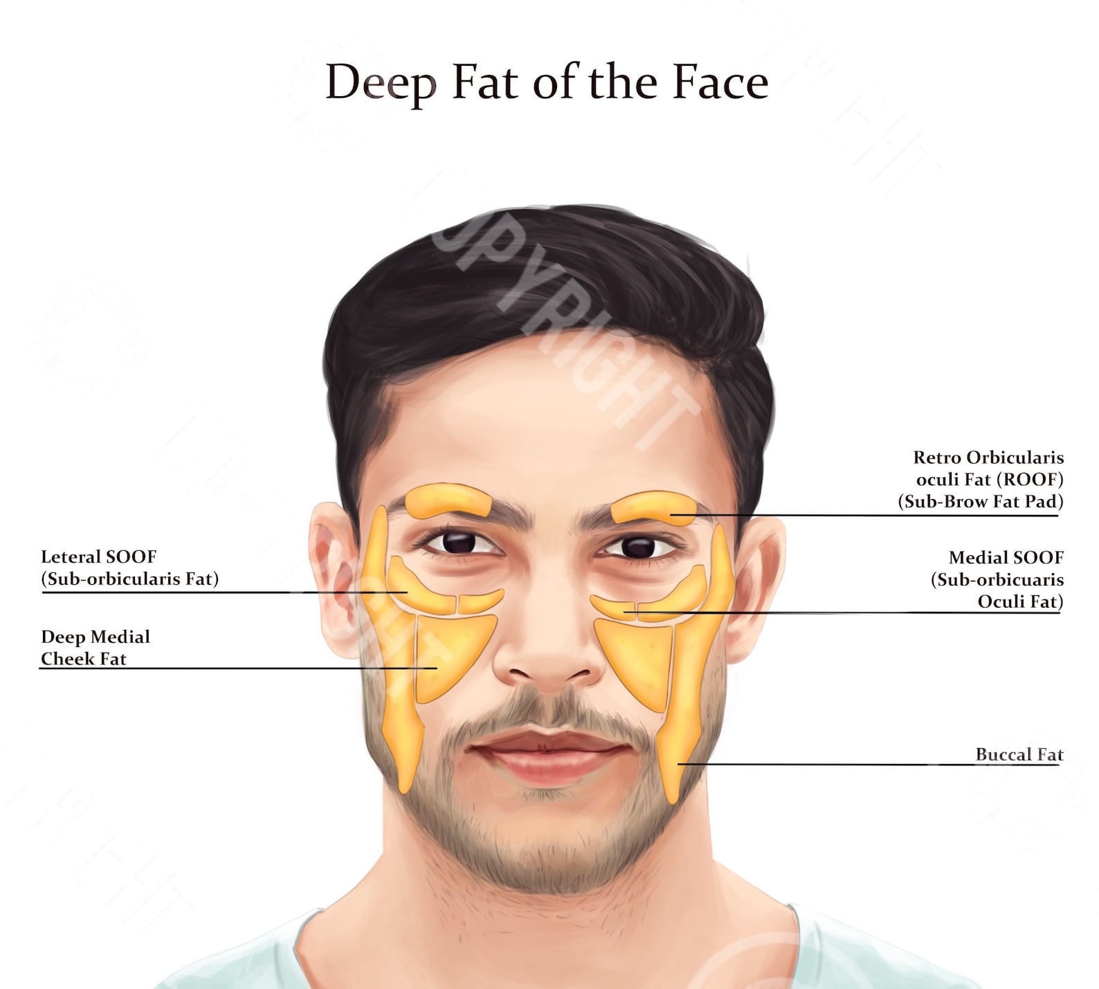 Male Deep Fat Pads the Face | Botox & Filler Injector | Anatomy | Art ...