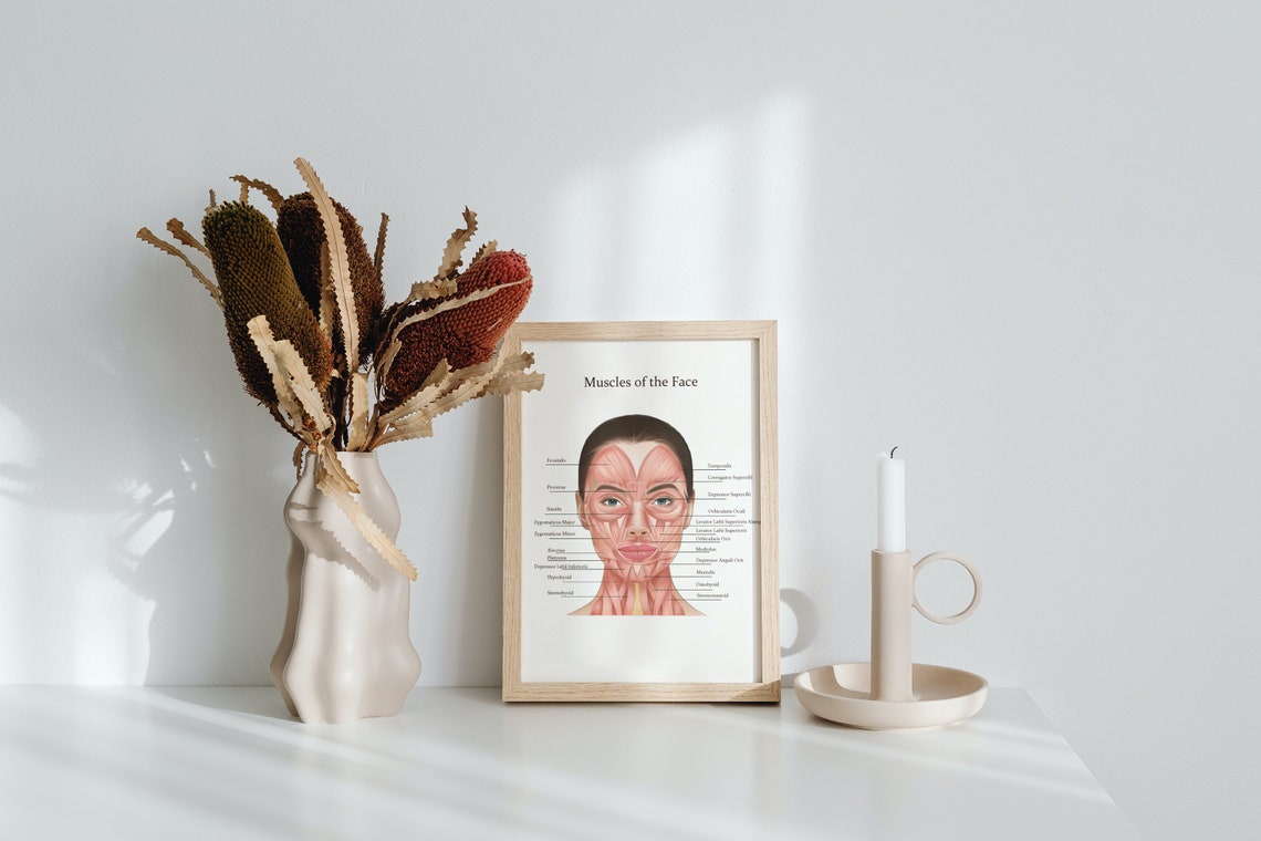 Muscles of the Face and Neck | Botox & Filler Injector | Anatomy ...