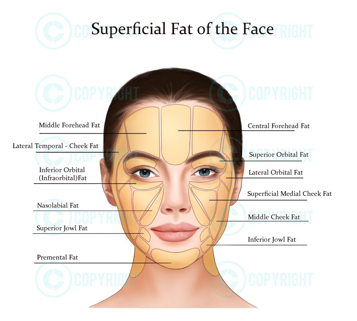 Superficial Fat Pads of the Face Botox & Filler Injector - Etsy