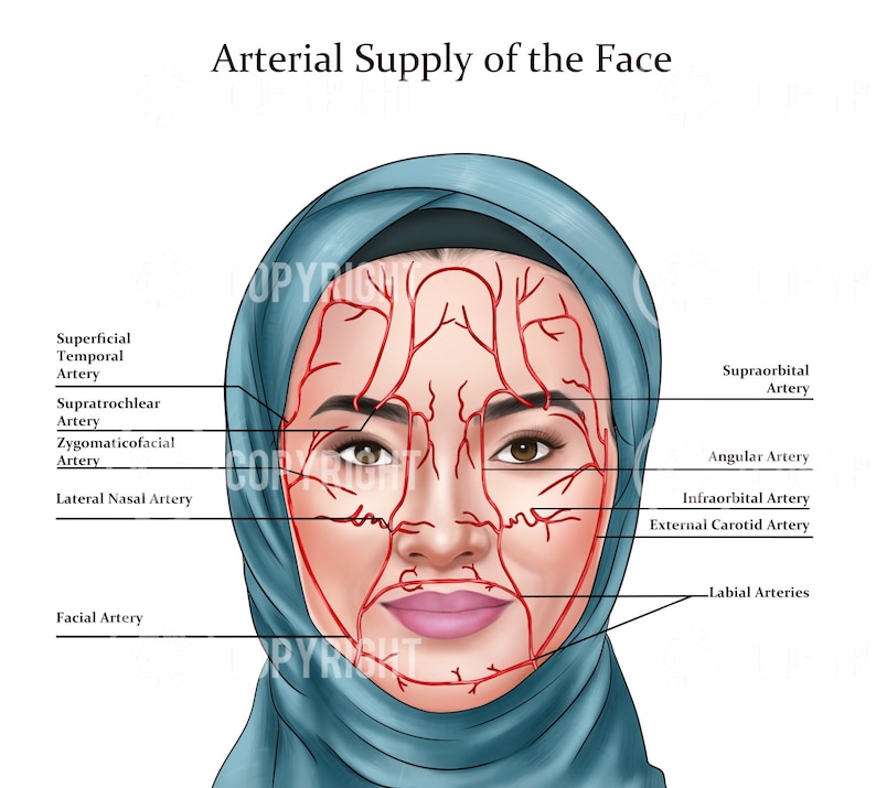 Facial Anatomy Bundle | Botox & Filler Injector | Anatomy | Esthetician ...