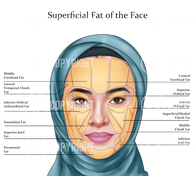 Facial Anatomy Bundle | Botox & Filler Injector | Anatomy | Esthetician ...