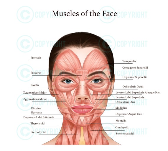 Face Muscle Anatomy Zygomaticus Major Muscle Wikipedia