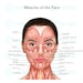 Muscles of the Face and Neck Botox & Filler Injector Anatomy ...