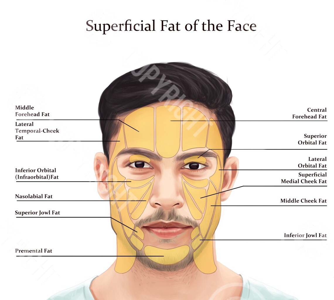 Male Facial Anatomy Bundle | Botox & Filler Injector | Anatomy ...