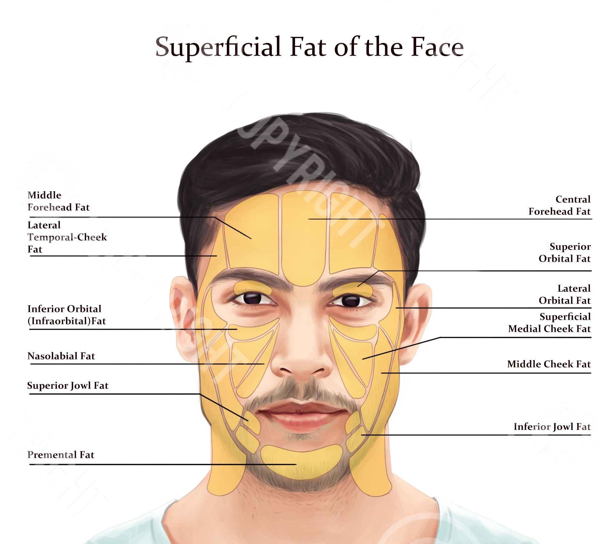 Male Facial Anatomy Bundle | Botox & Filler Injector | Anatomy | Esthetician | Aesthetics ...