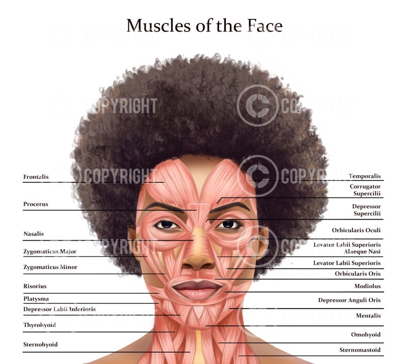 Muscles of the Face and Neck | Botox & Filler Injector | Anatomy ...