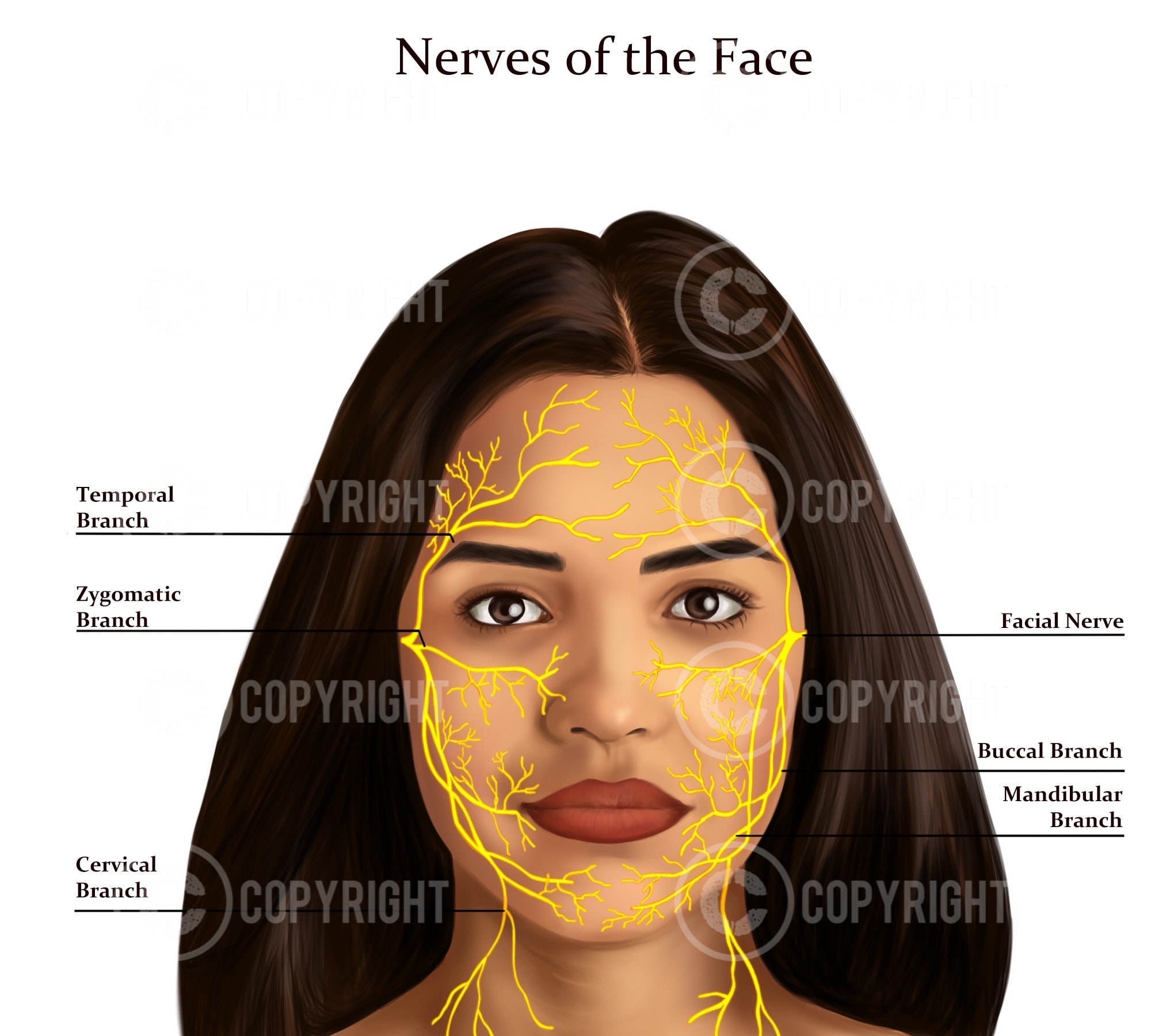 Facial Anatomy Bundle | Botox & Filler Injector | Anatomy | Esthetician ...