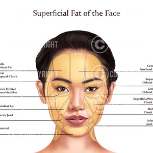 Superficial Fat Pads of the Face - Etsy