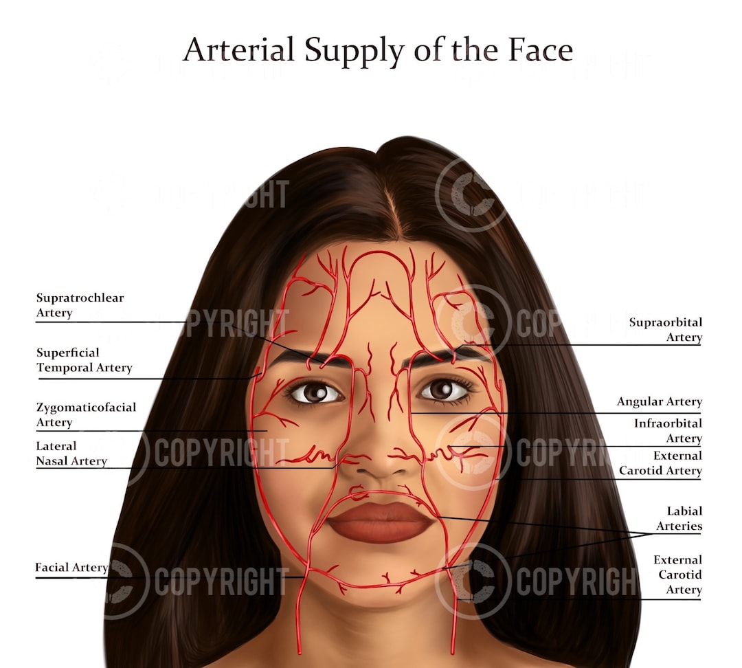 Arterial Supply Face | Botox & Filler Injector | Facial Arteries ...