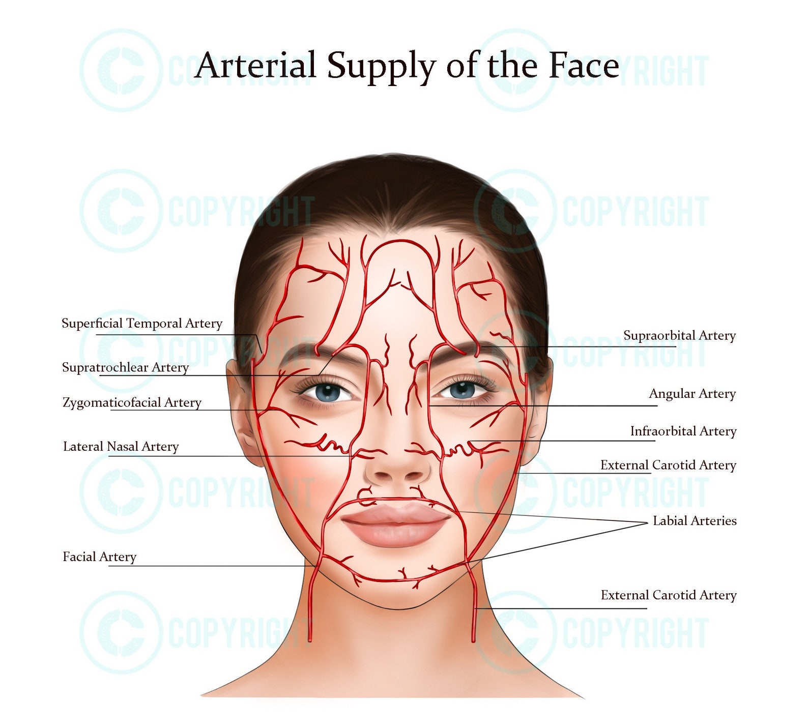 Facial Anatomy Bundle | Botox & Filler Injector | Anatomy | Esthetician ...
