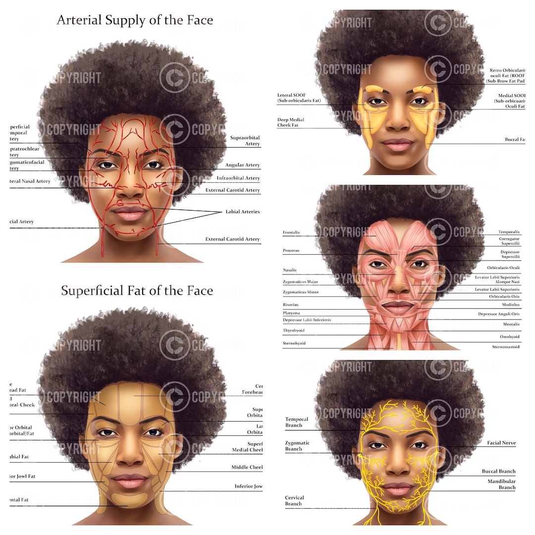 Facial Anatomy Bundle | Botox & Filler Injector | Anatomy | Esthetician ...