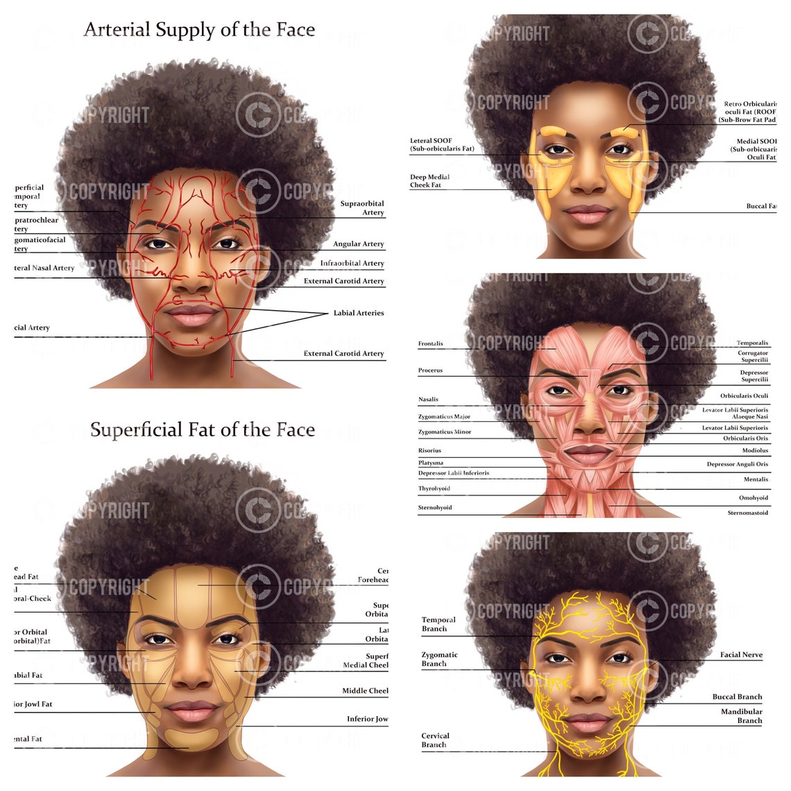 Facial Anatomy Bundle | Botox & Filler Injector | Anatomy | Esthetician ...