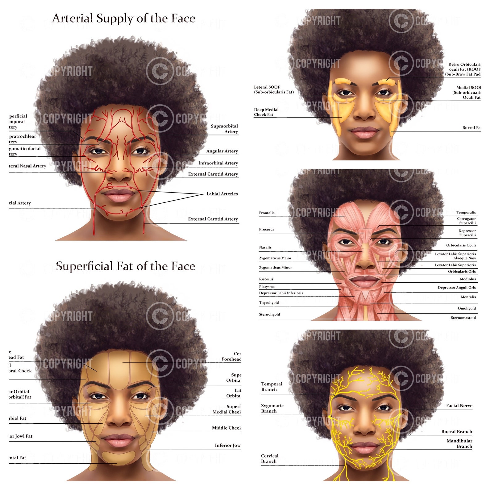 Facial Anatomy Bundle | Botox & Filler Injector | Anatomy | Esthetician ...
