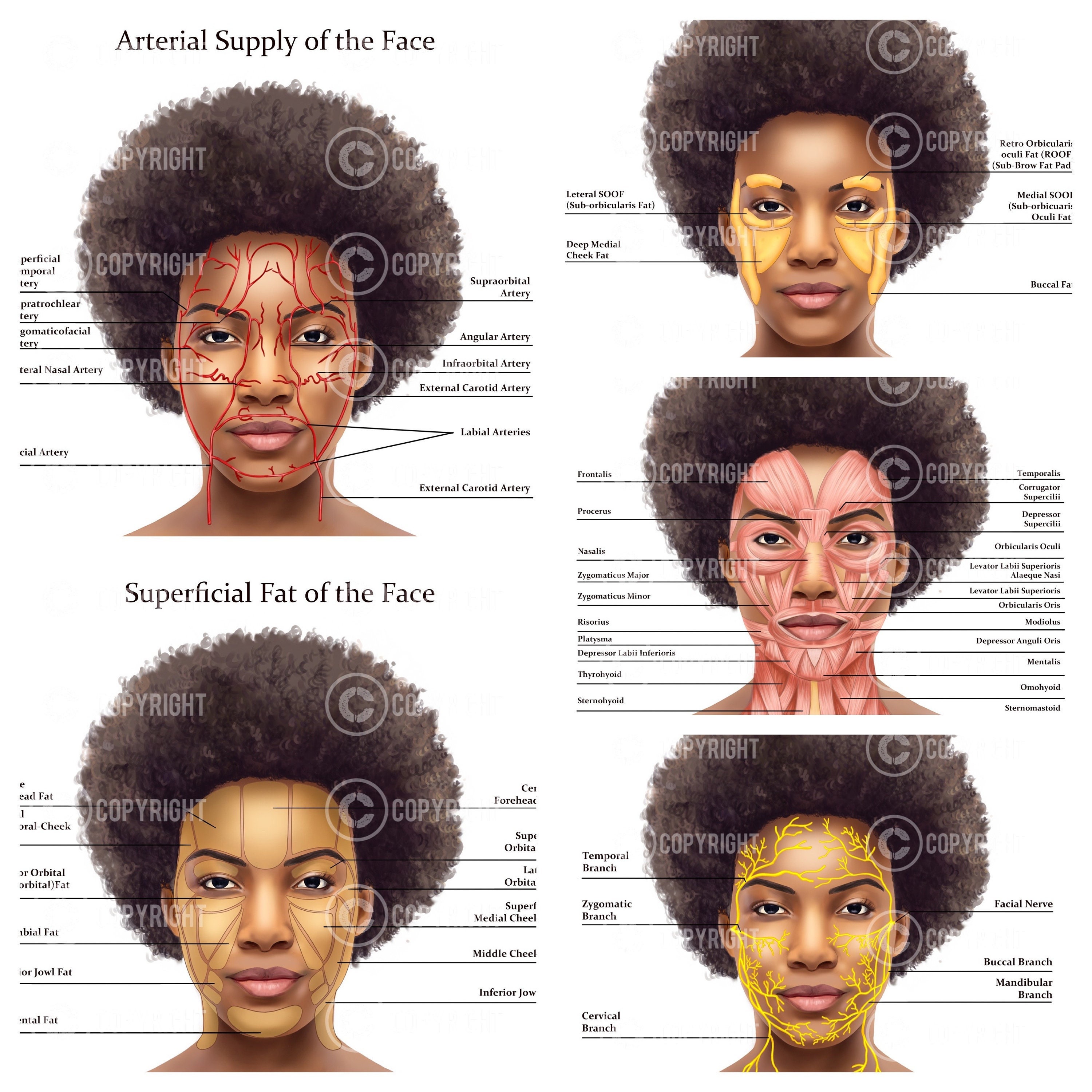 Facial Anatomy Bundle | Botox & Filler Injector | Anatomy | Esthetician ...