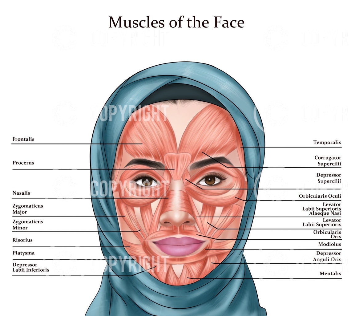 Muscles of the Face | Hijab | Muslim | Botox & Filler Injector ...