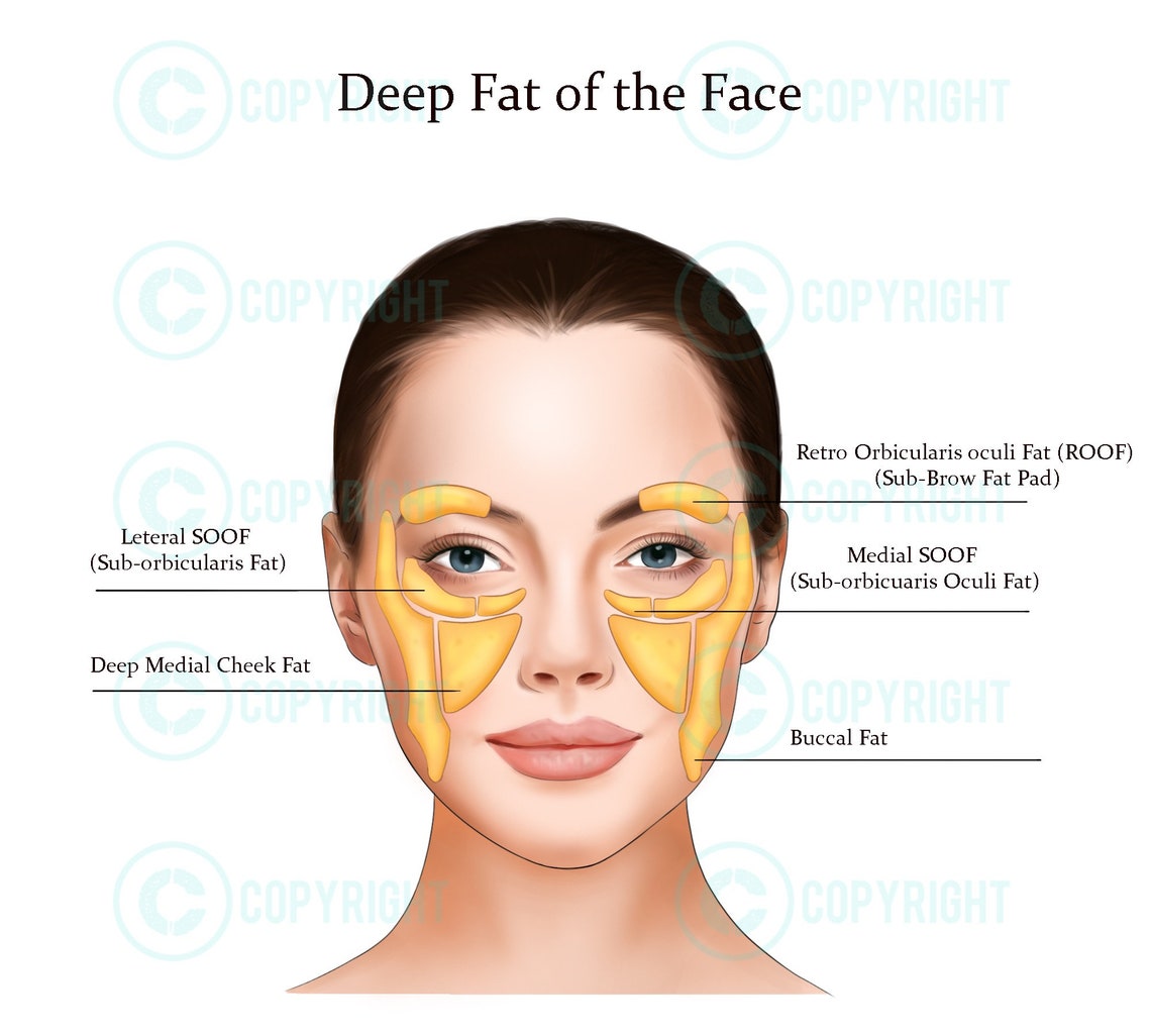 Facial Anatomy Bundle | Botox & Filler Injector | Anatomy | Esthetician ...
