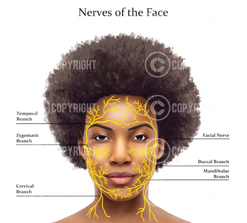 Nerves of the Face | Botox & Filler Injector | Aesthetic Practice ...