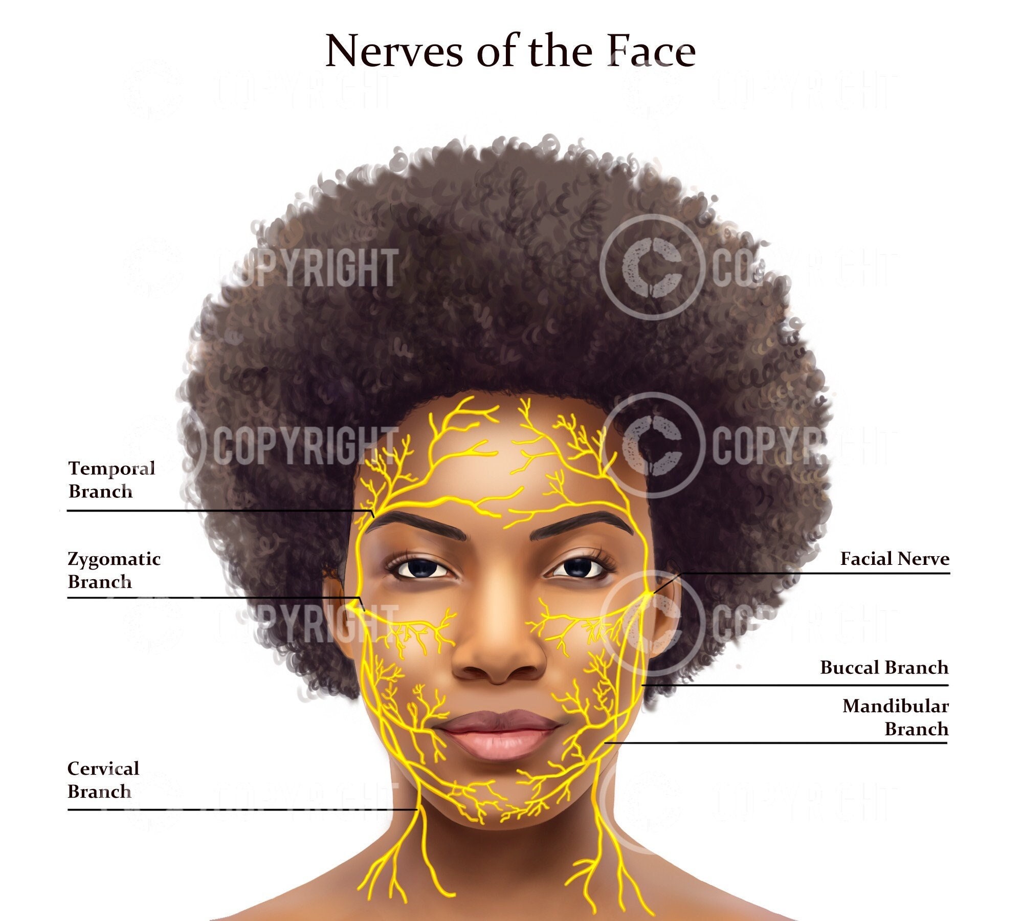 Nerves of the Face | Botox & Filler Injector | Aesthetic Practice ...