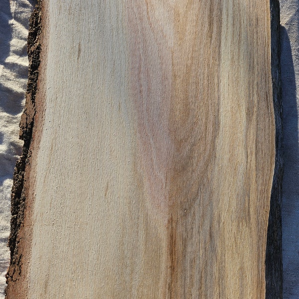 Tree Slab - Etsy
