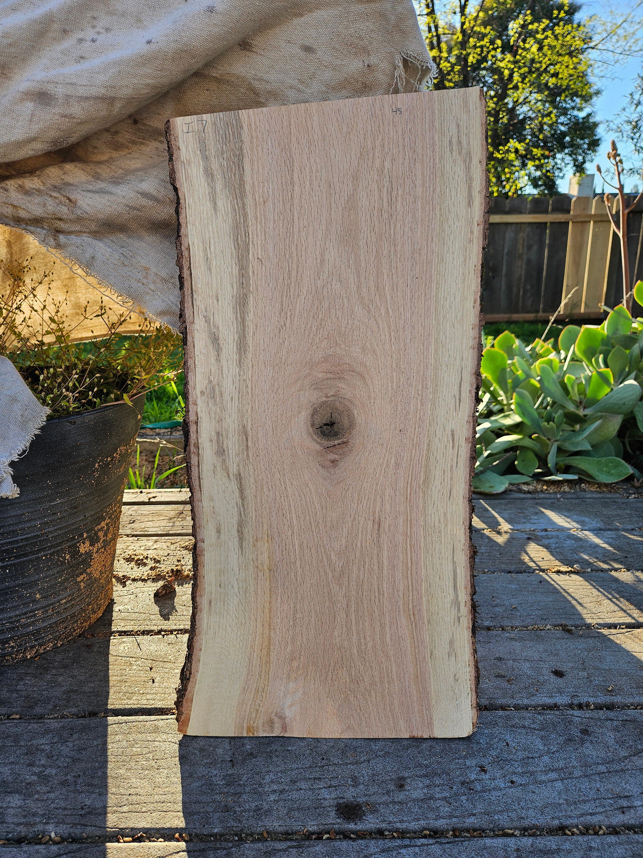 Live Edge Oak Slabs - Etsy