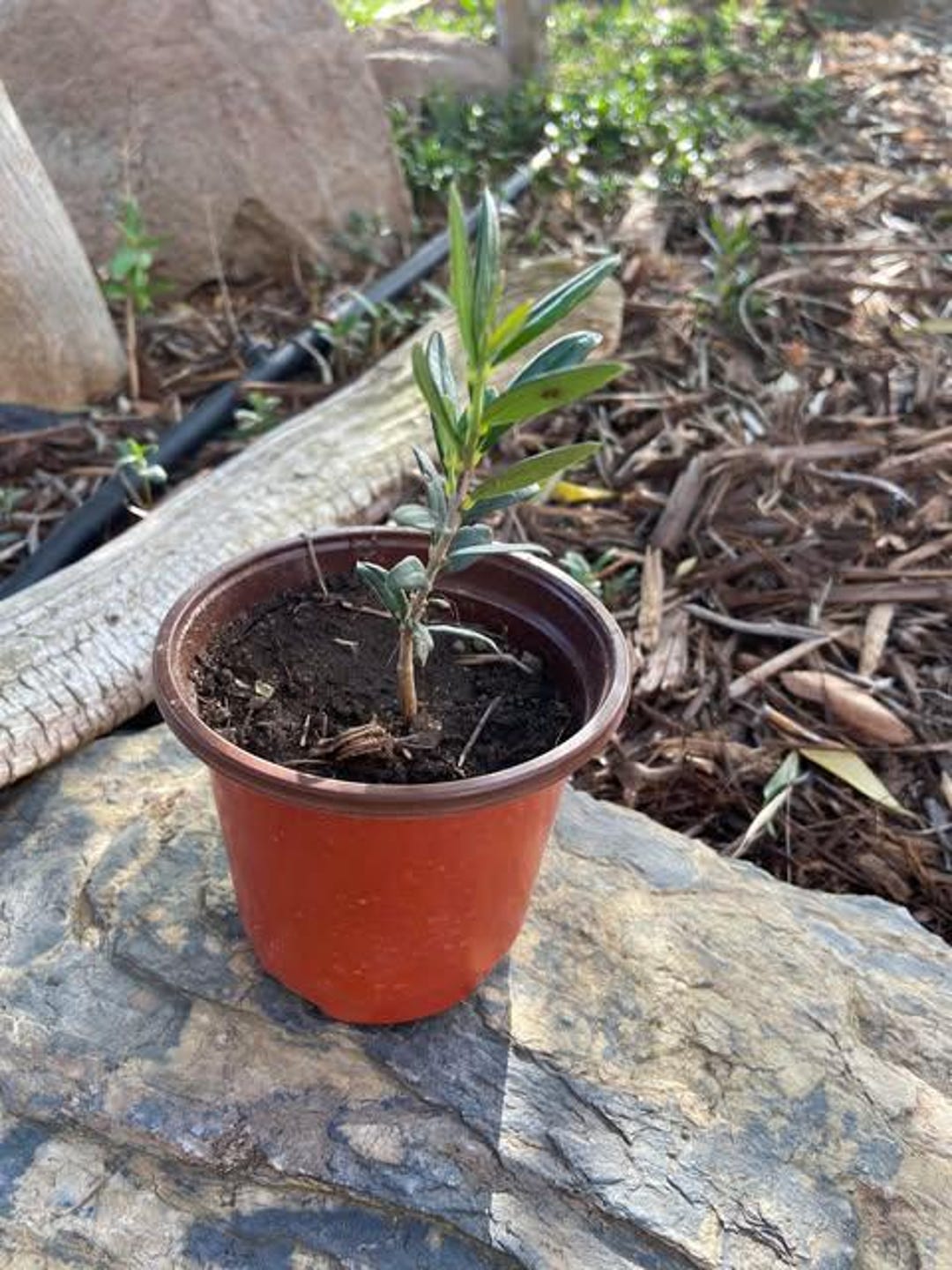 Live Olive Trees Seedlings Plants Organic Grown on Our Lodi, California ...