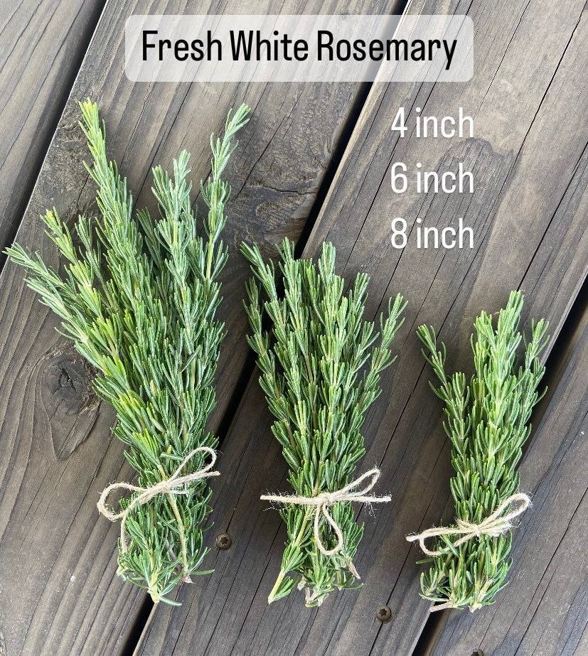 Fresh or Dried White Rosemary Bundles Grown on Our Lodi, California ...